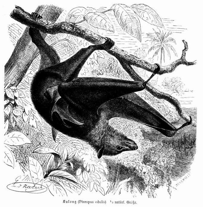 Slepi miševi Azije, Australije i Novog Zelanda