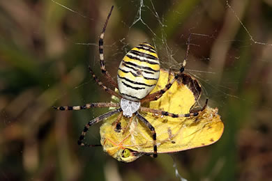 Smisao polnog razmnožavanja